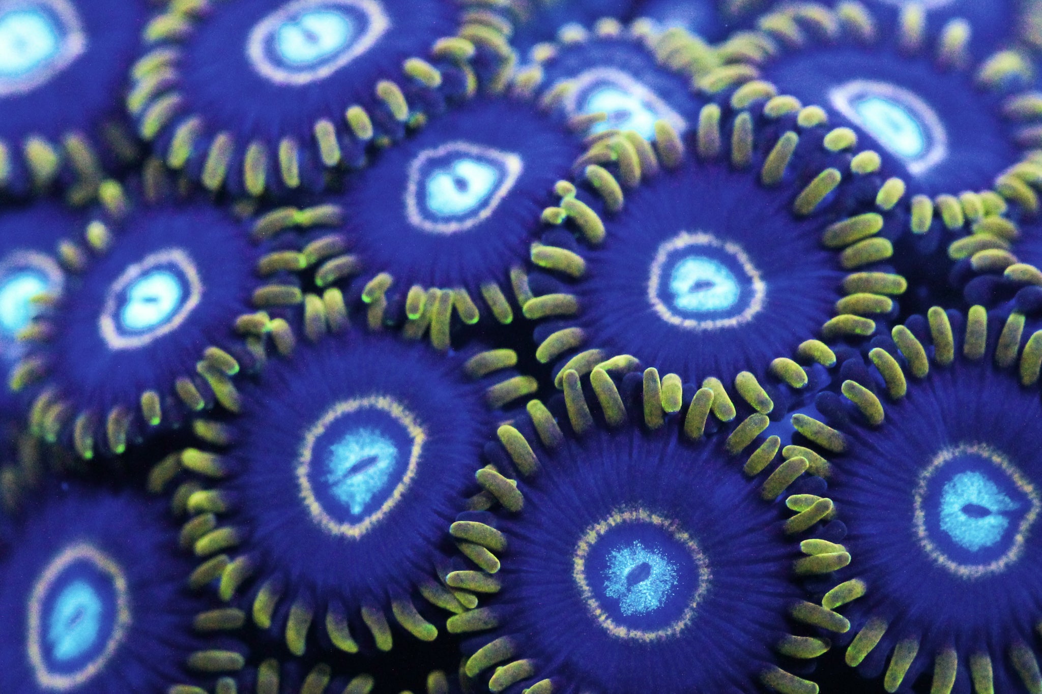 Blue Hornet – RVA Corals