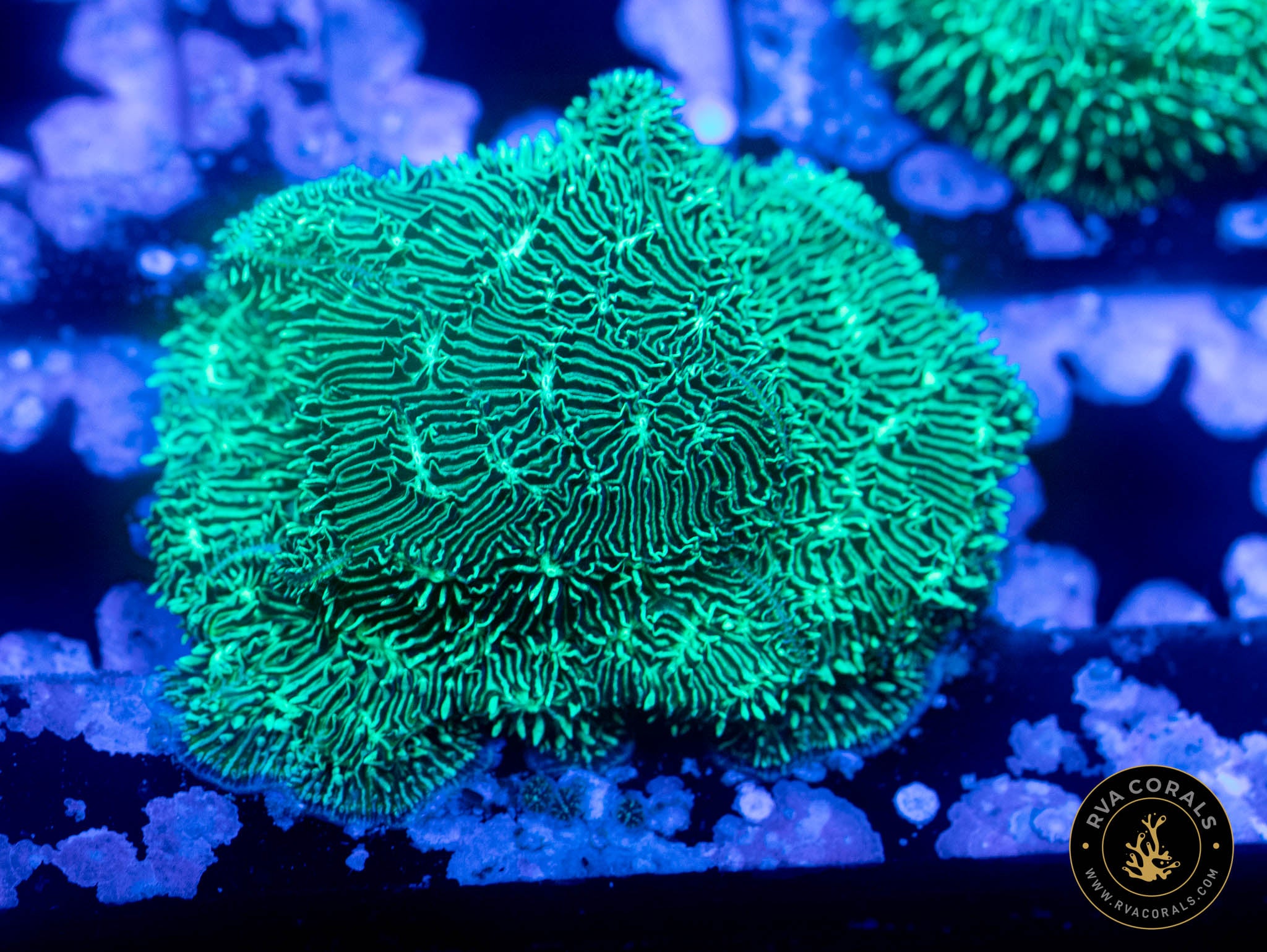 Neon Green Encrusting Pavona – RVA Corals