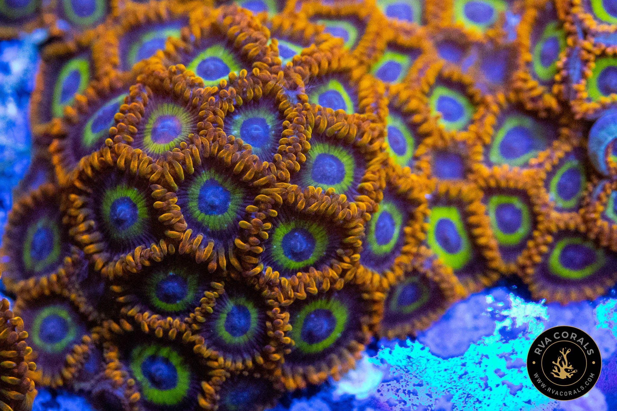 Fruit Loops – RVA Corals