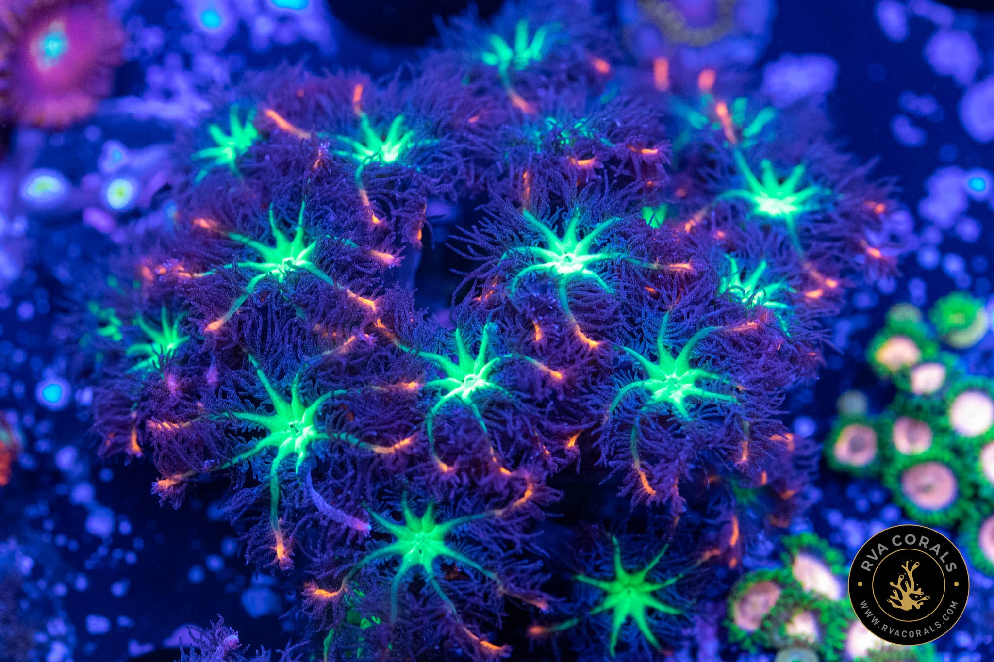 Firework Clove Polyps – RVA Corals